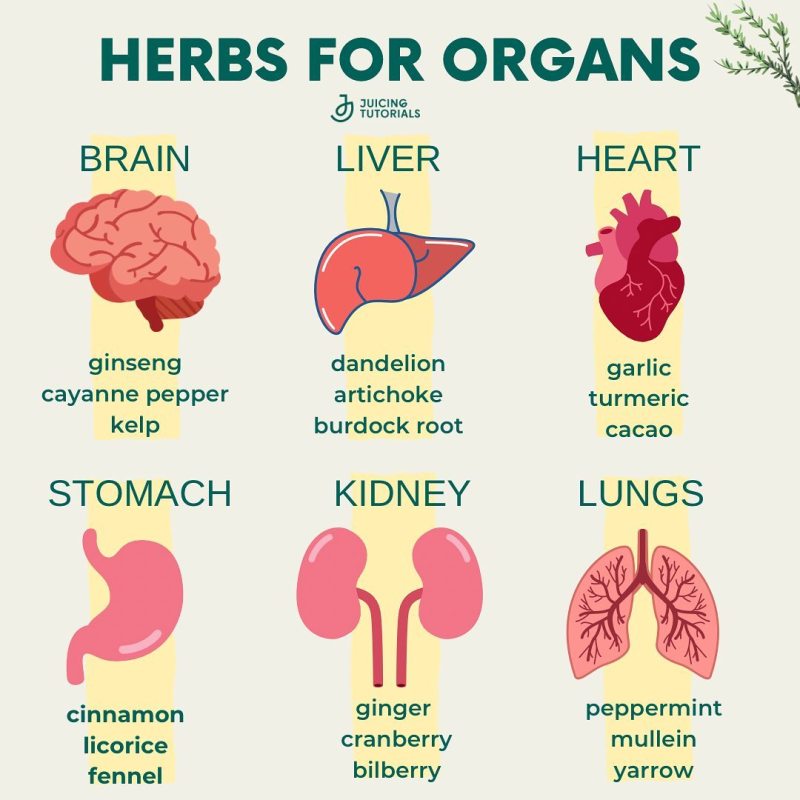 Herbs for Organs – Juicing Tutorials
